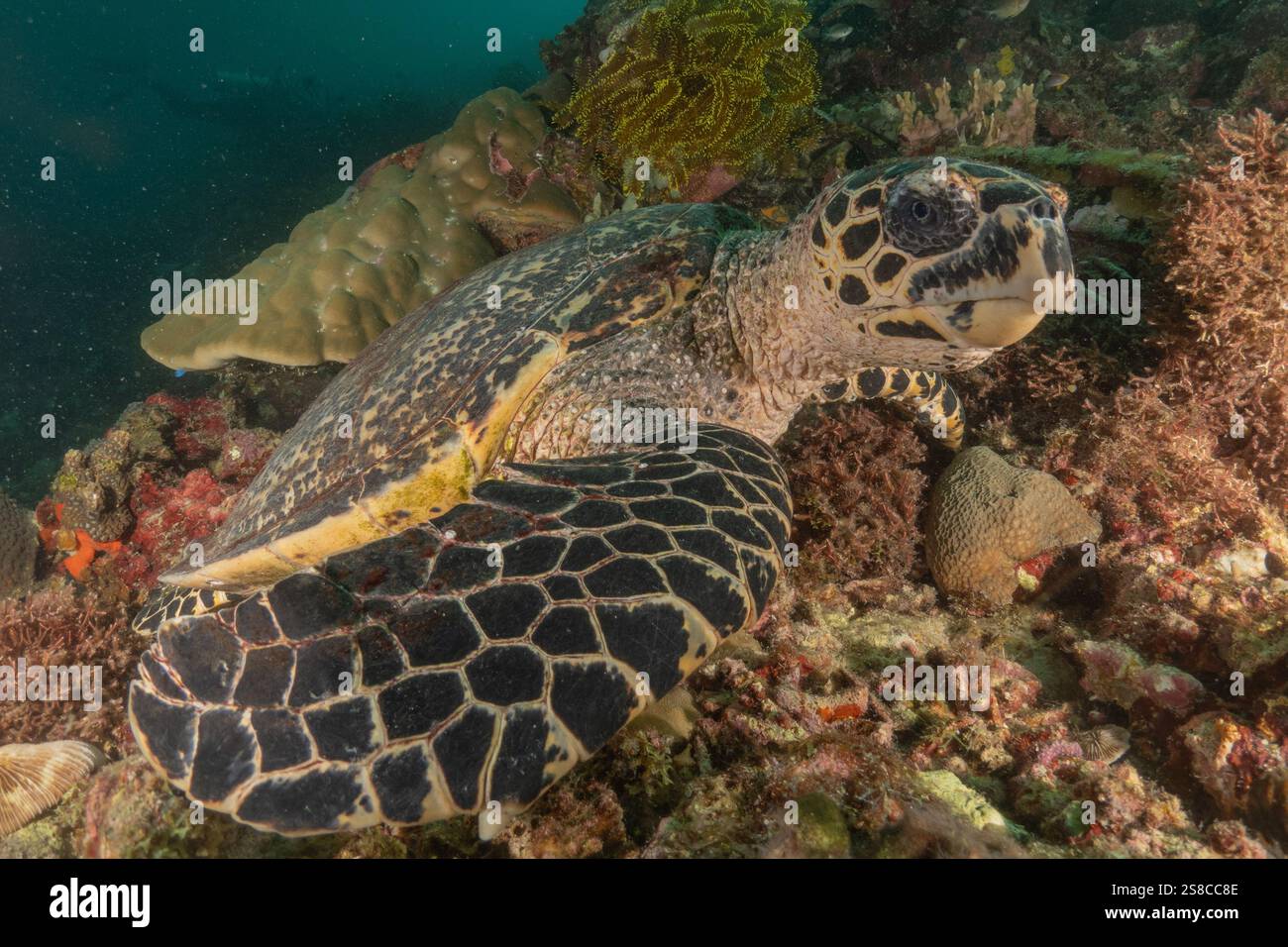 Hawksbill sea turtle in the Sea of the Philippines Stock Photo - Alamy