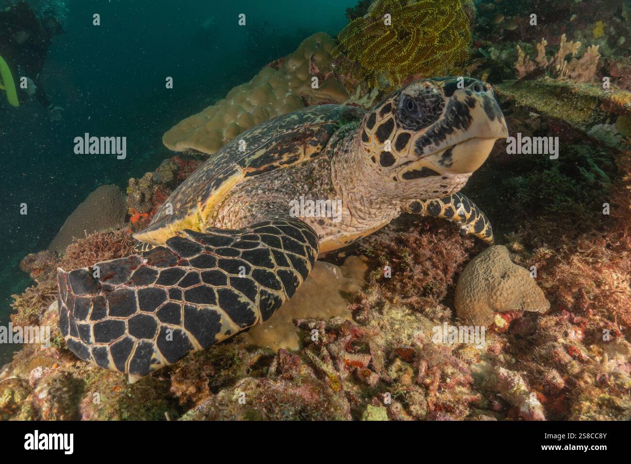 Hawksbill sea turtle in the Sea of the Philippines Stock Photo - Alamy
