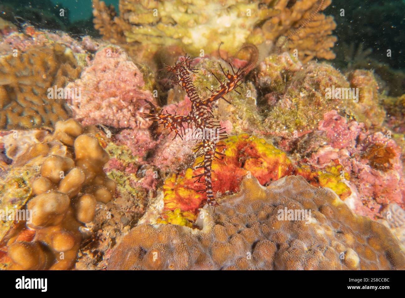 Ghost fish swim in the Sea of the Philippines Stock Photo - Alamy