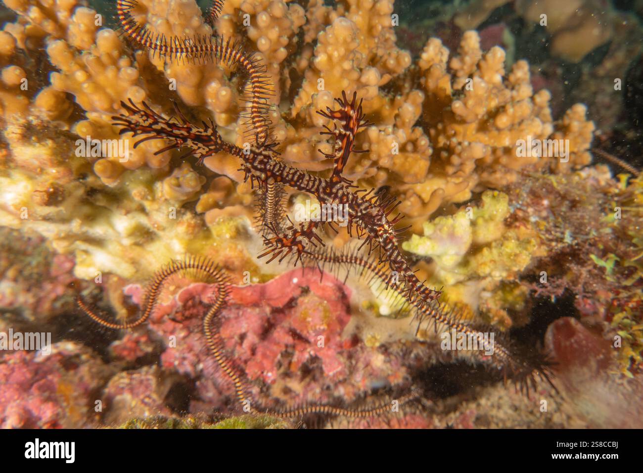 Ghost fish swim in the Sea of the Philippines Stock Photo - Alamy