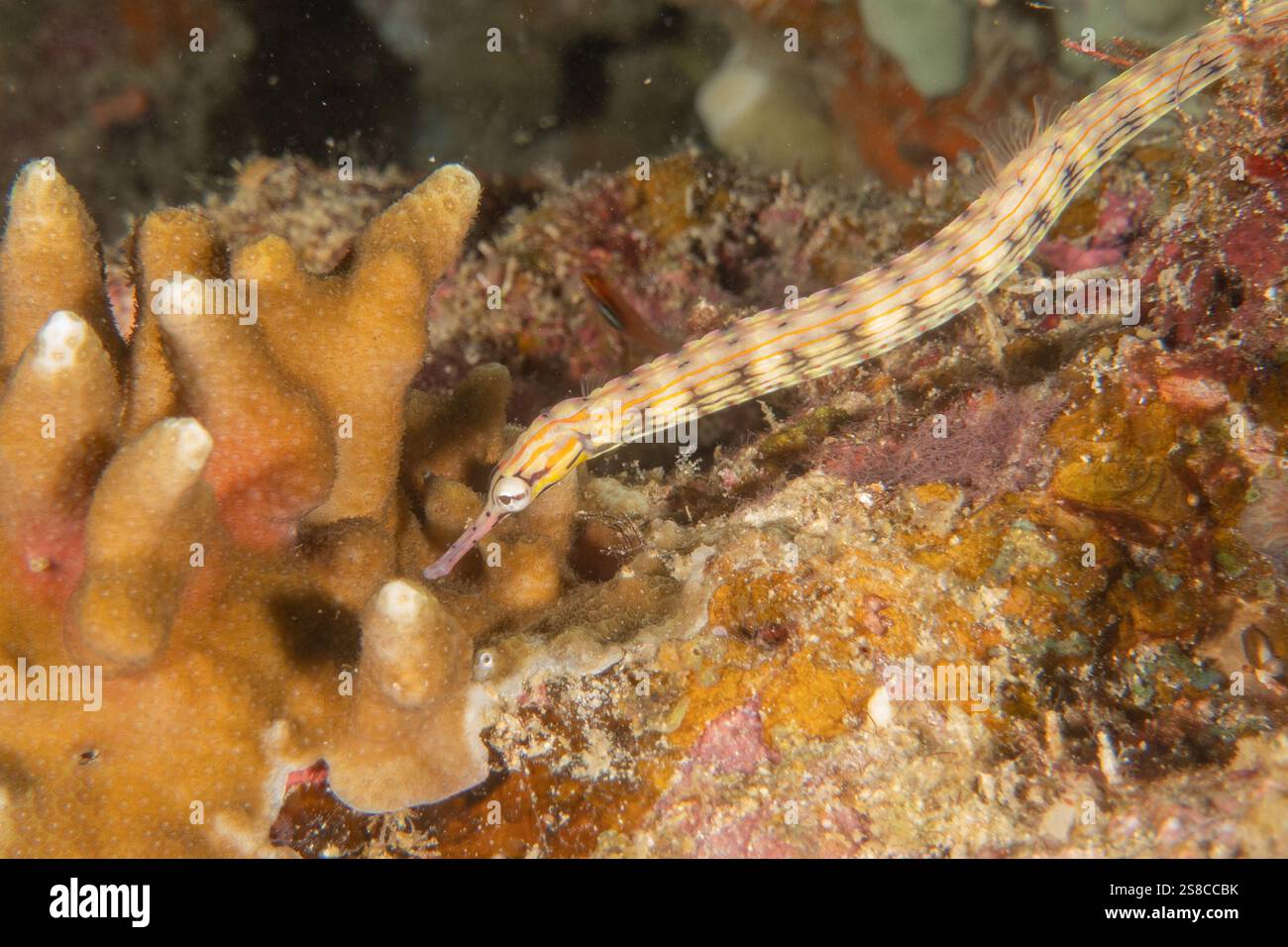 Corythoichthys Ocellatus Ocellated pipefish in the Sea of the ...