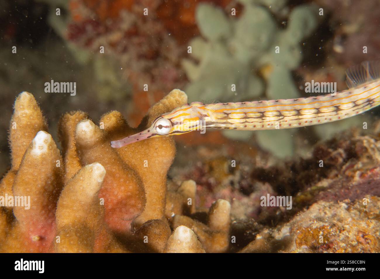 Corythoichthys Ocellatus Ocellated pipefish in the Sea of the ...