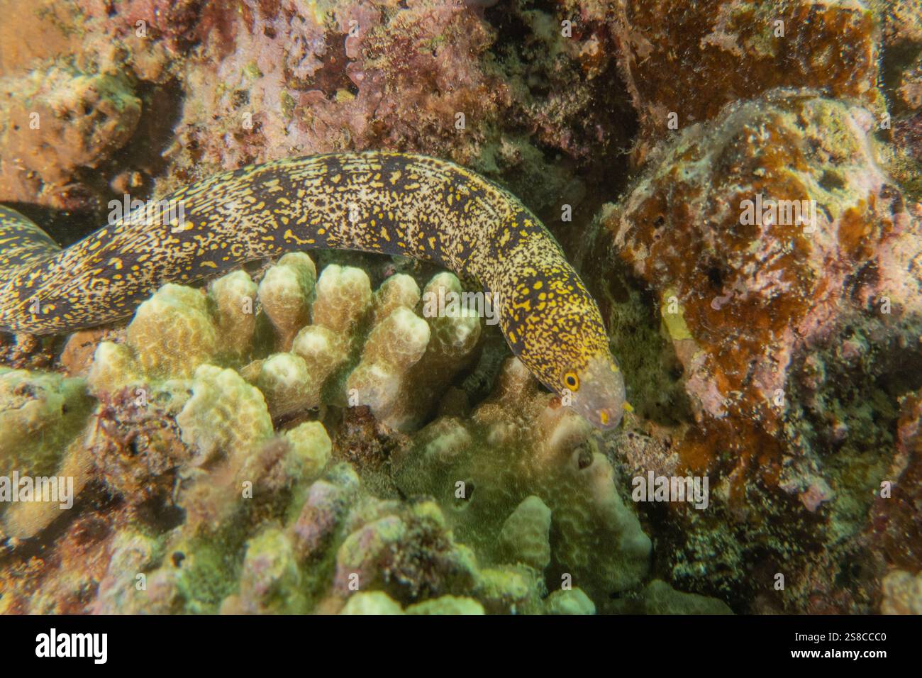 Moray eel Mooray lycodontis undulatus in the Sea of the Philippines ...