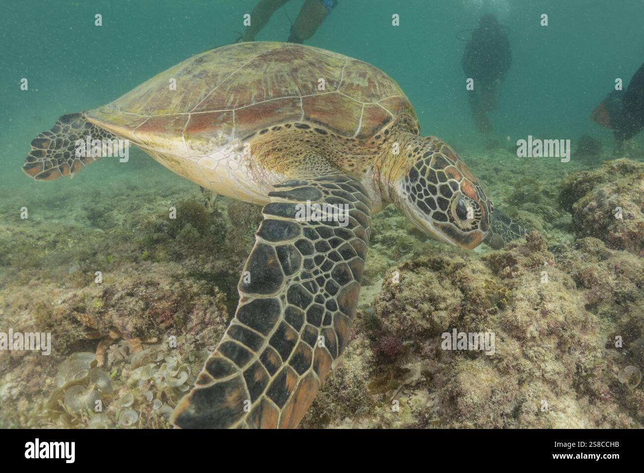 Hawksbill sea turtle in the Sea of the Philippines Stock Photo - Alamy