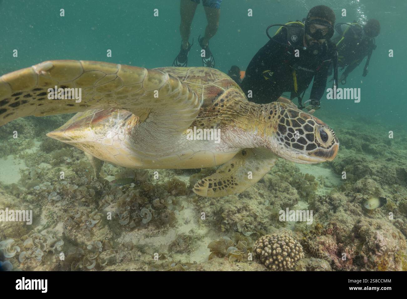 Hawksbill sea turtle in the Sea of the Philippines Stock Photo - Alamy