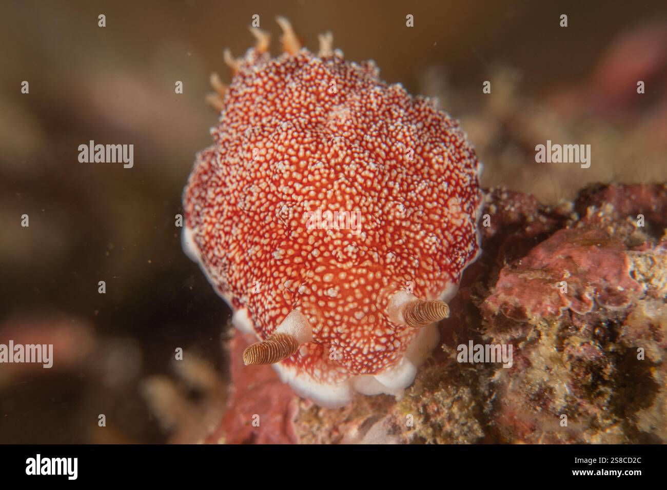 Sea slug in the Sea of the Philippines Stock Photo - Alamy