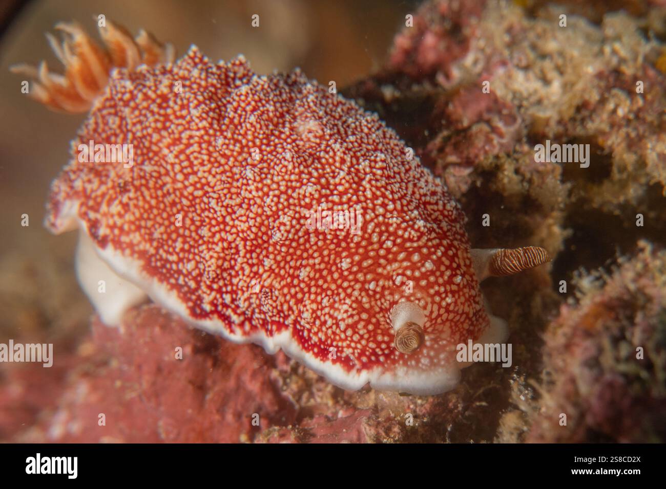 Sea slug in the Sea of the Philippines Stock Photo - Alamy