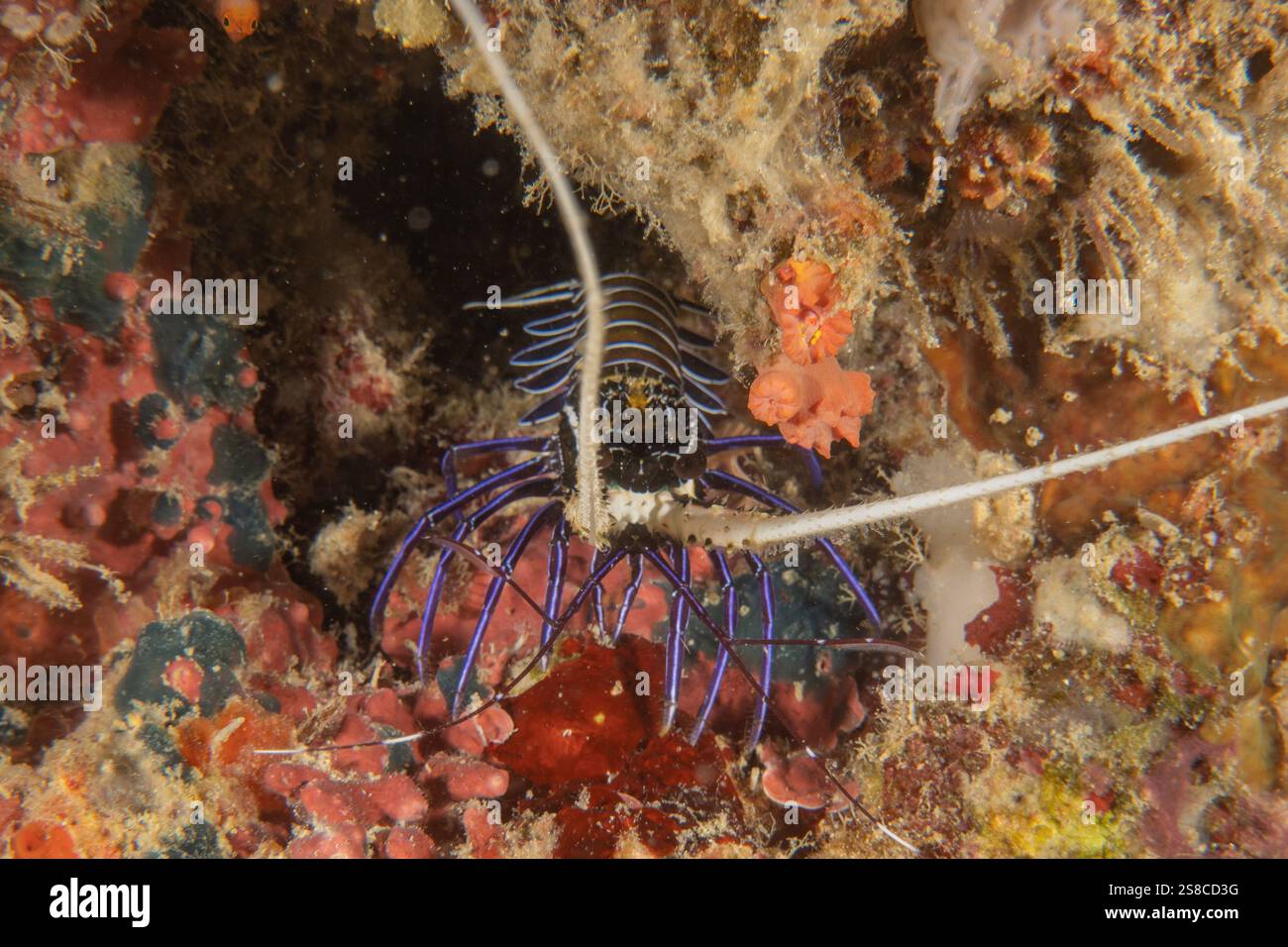 Painted Lobster(Panulirus versicolor) at the Tubbataha Reef National ...