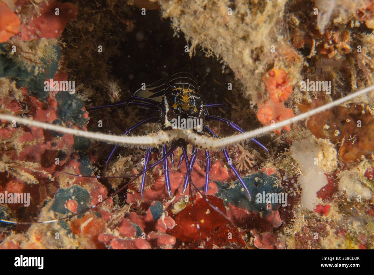Painted Lobster(Panulirus versicolor) at the Tubbataha Reef National ...