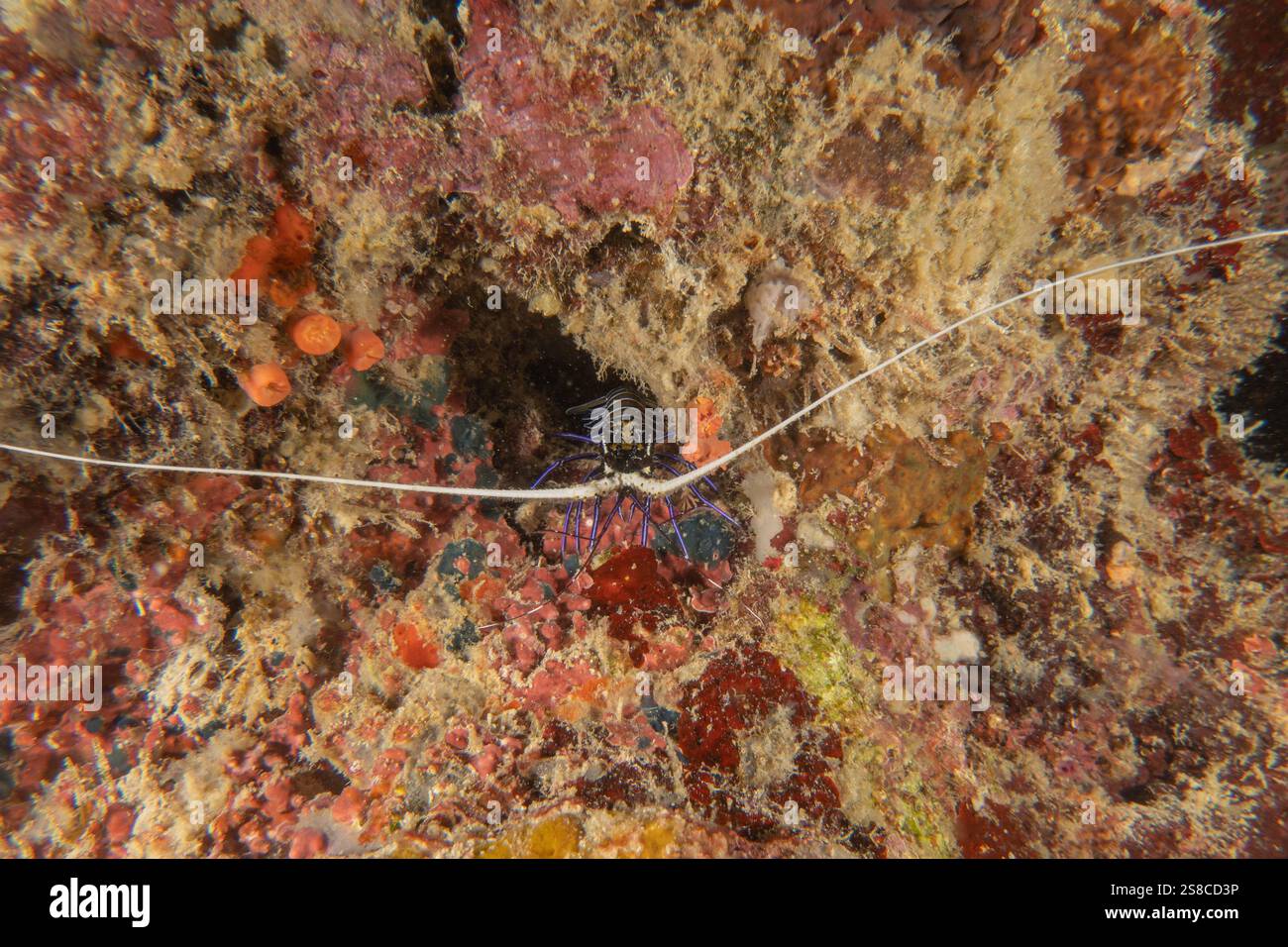 Painted Lobster(Panulirus versicolor) at the Tubbataha Reef National ...