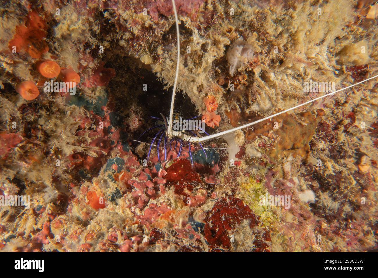 Painted Lobster(Panulirus versicolor) at the Tubbataha Reef National ...