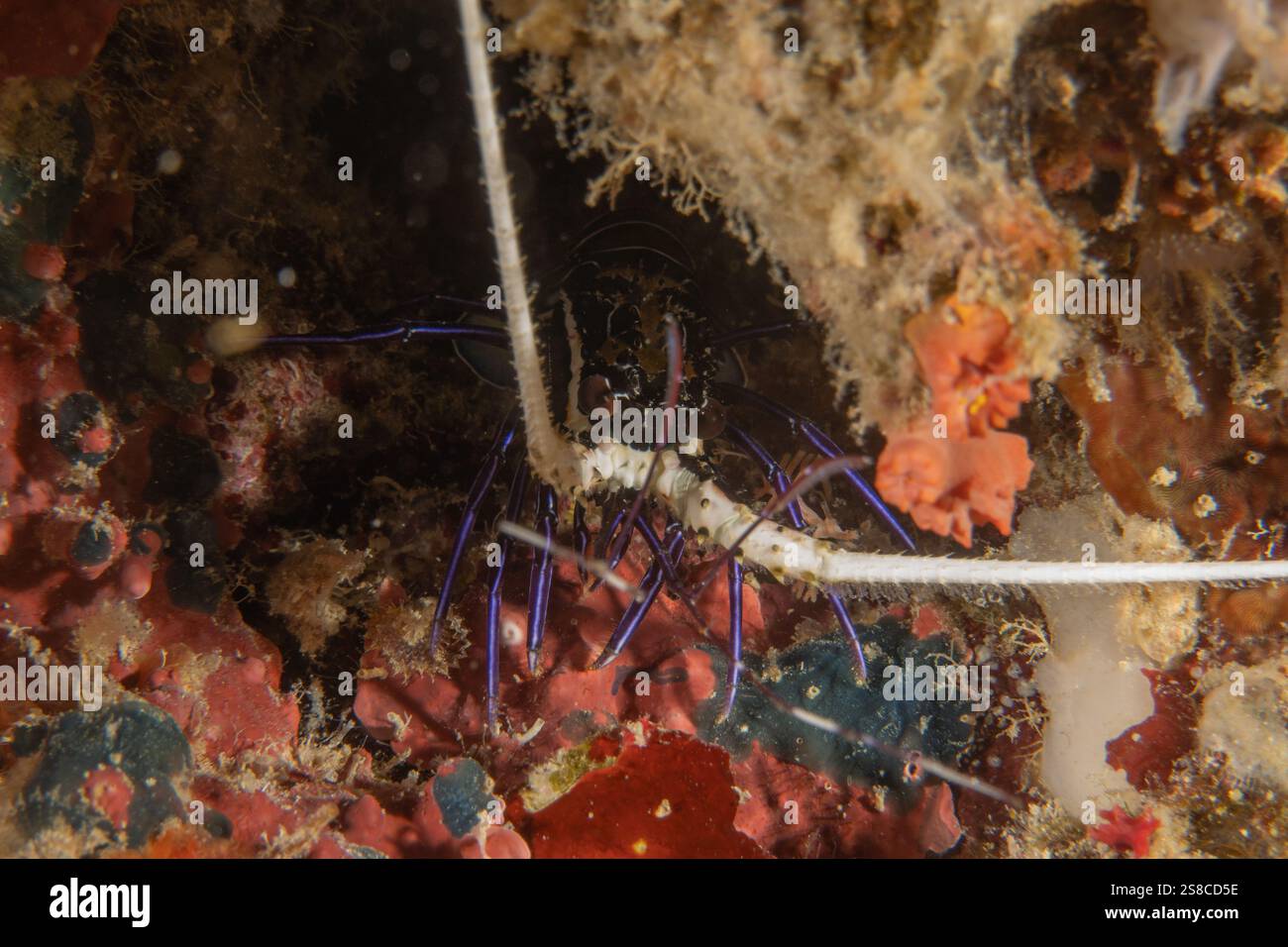 Painted Lobster(Panulirus versicolor) at the Tubbataha Reef National ...