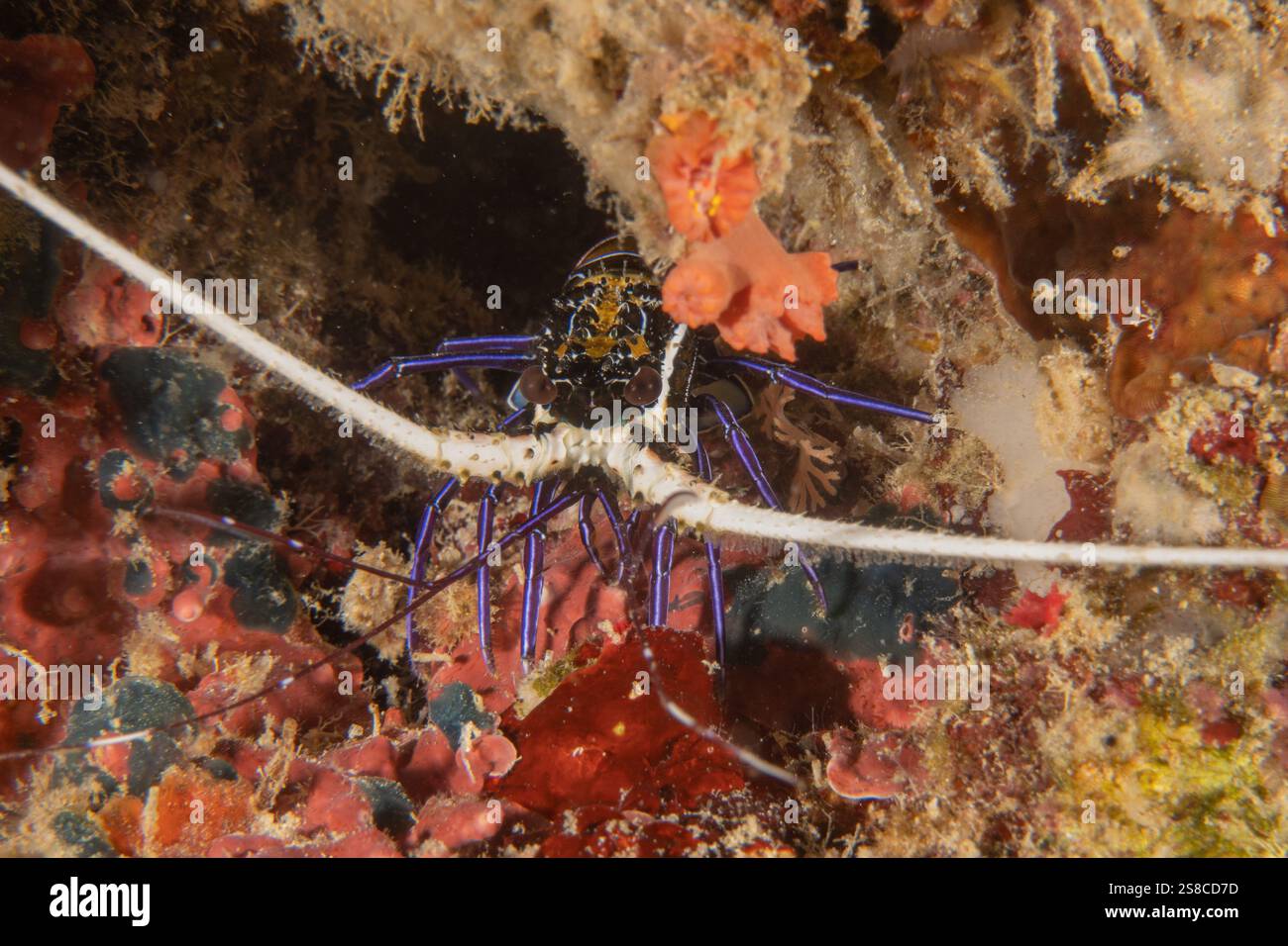 Painted Lobster(Panulirus versicolor) at the Tubbataha Reef National ...