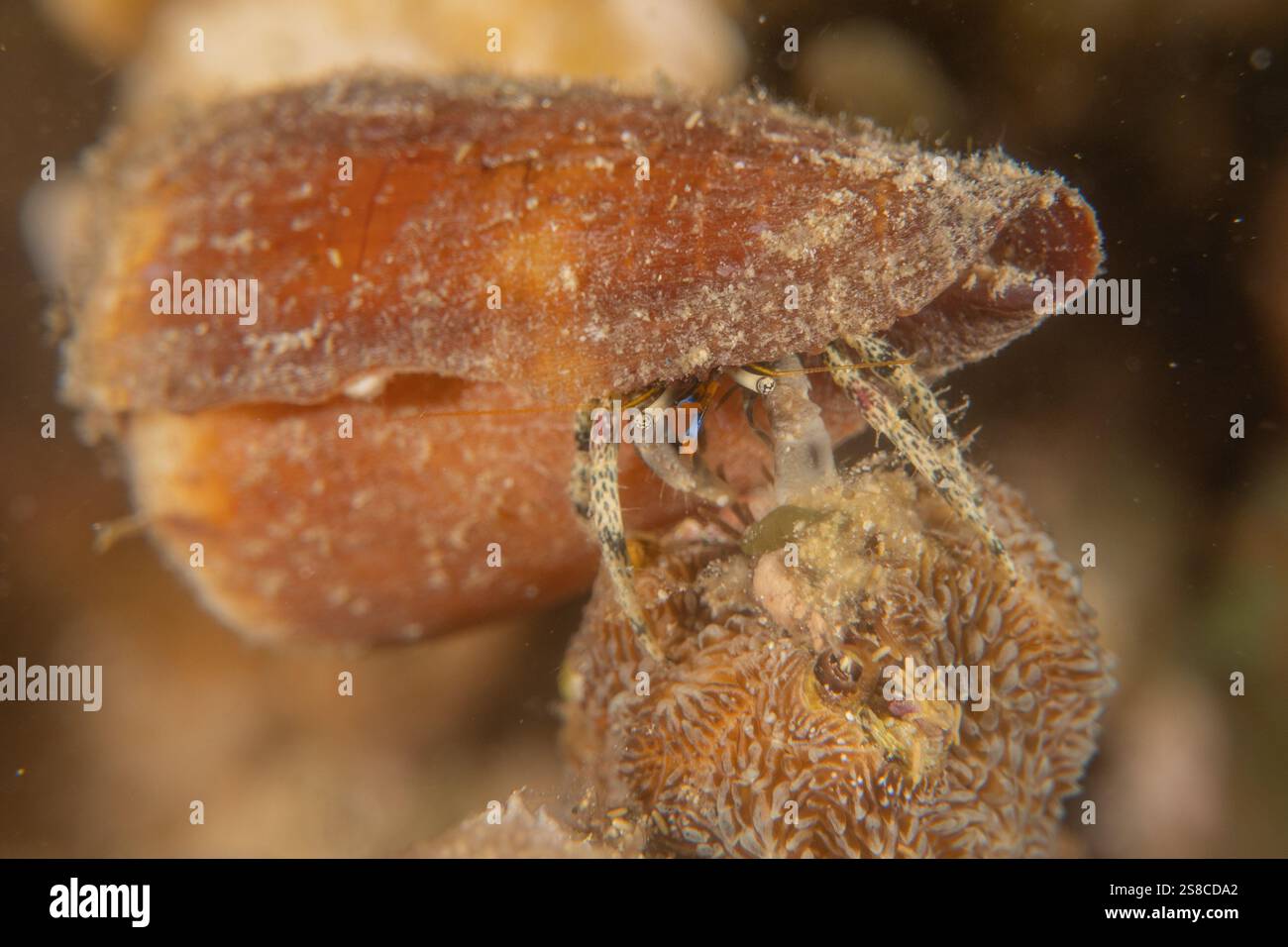 Conidae hi-res stock photography and images - Alamy