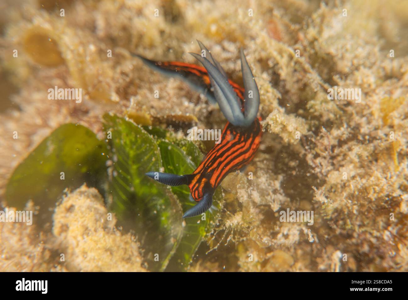 Sea slug in the Sea of the Philippines Stock Photo - Alamy