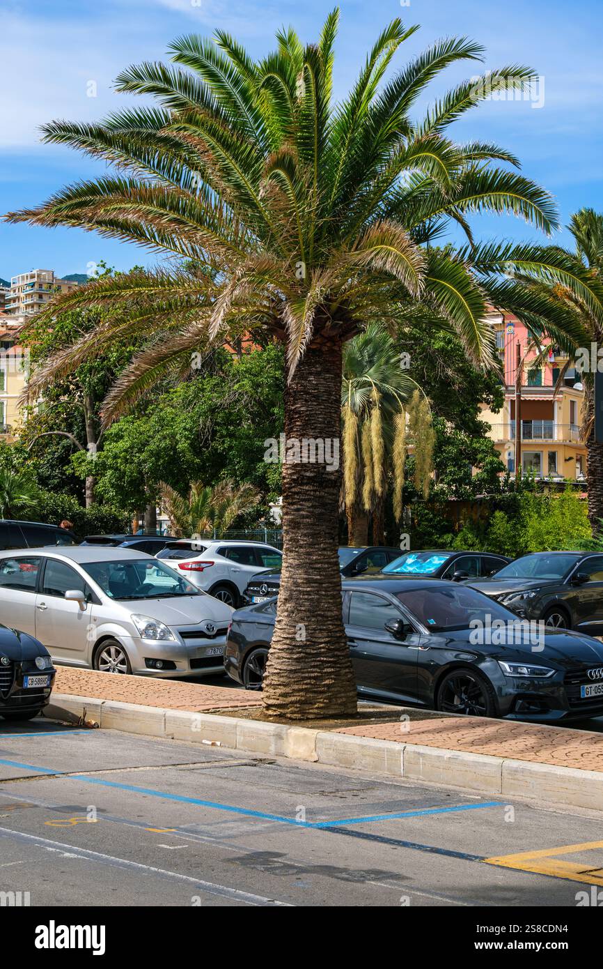 A palm tree on the Italian Riviera, promenade in Sanremo, Province of ...
