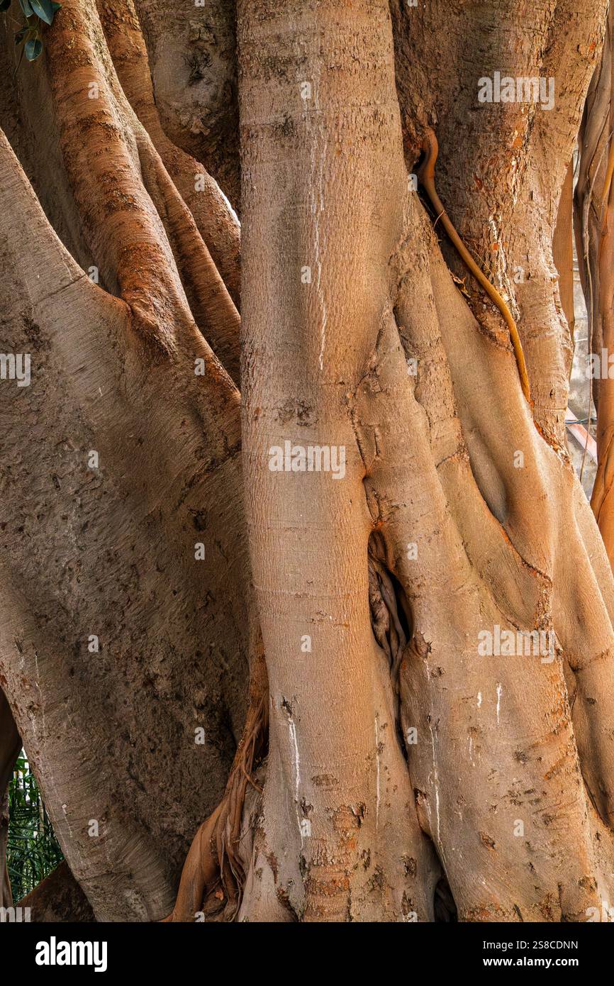Free-growing rubber tree, old town centre of Sanremo, province of ...