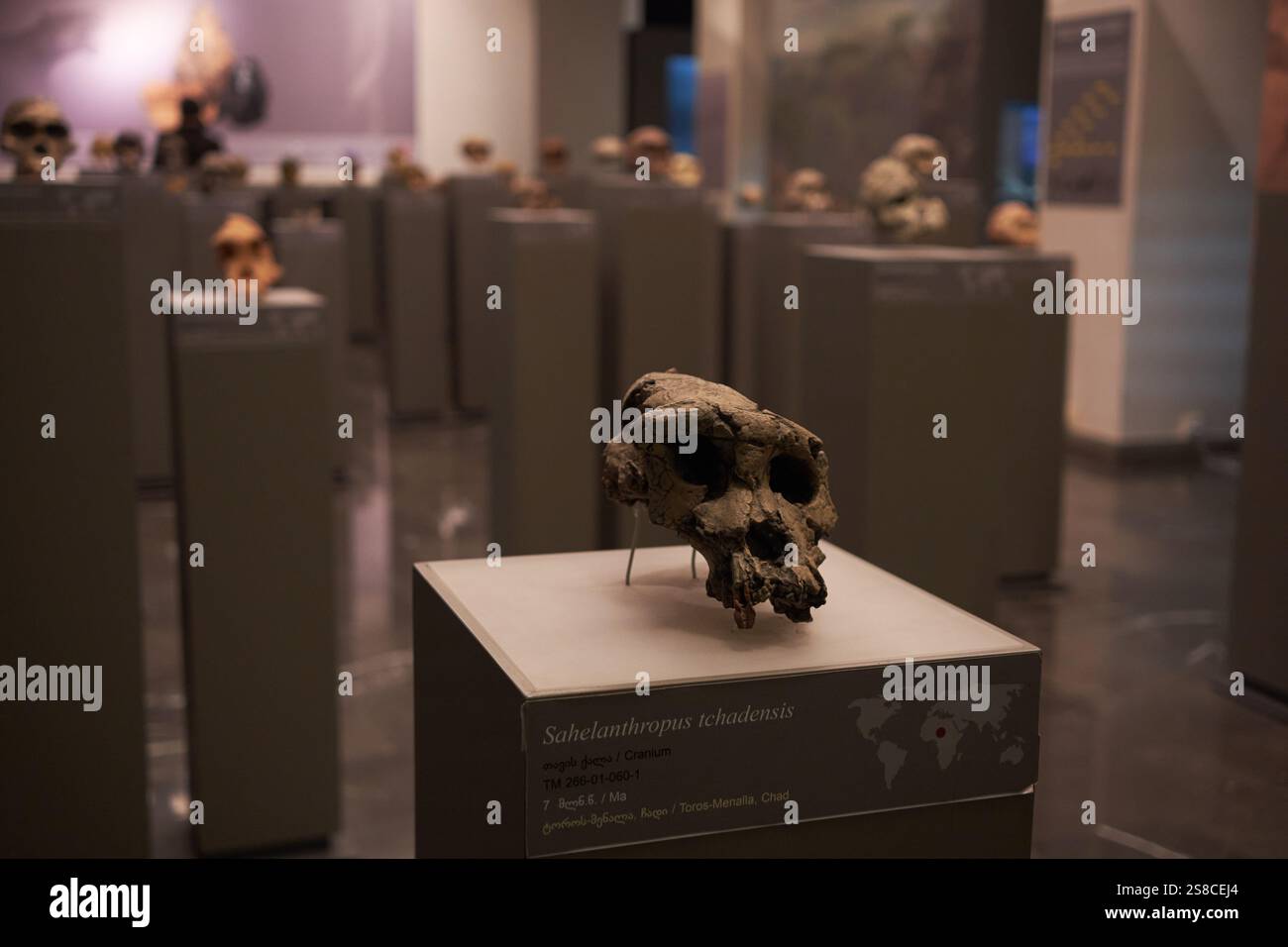 A museum exhibit showcasing ancient hominid skulls on pedestals ...