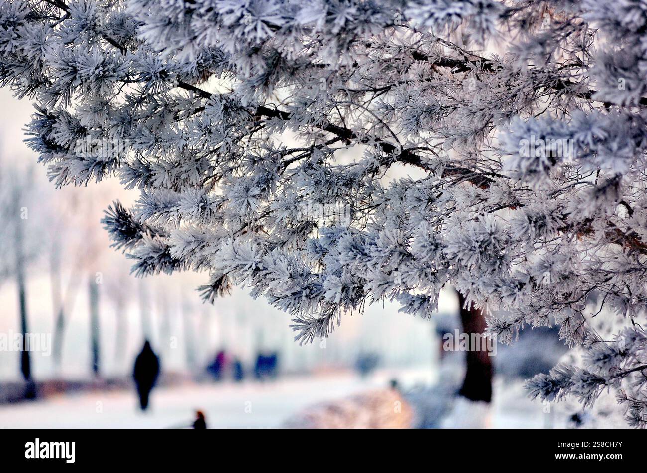 Rime scenery in Harbin City, northeast China's Heilongjiang Province ...