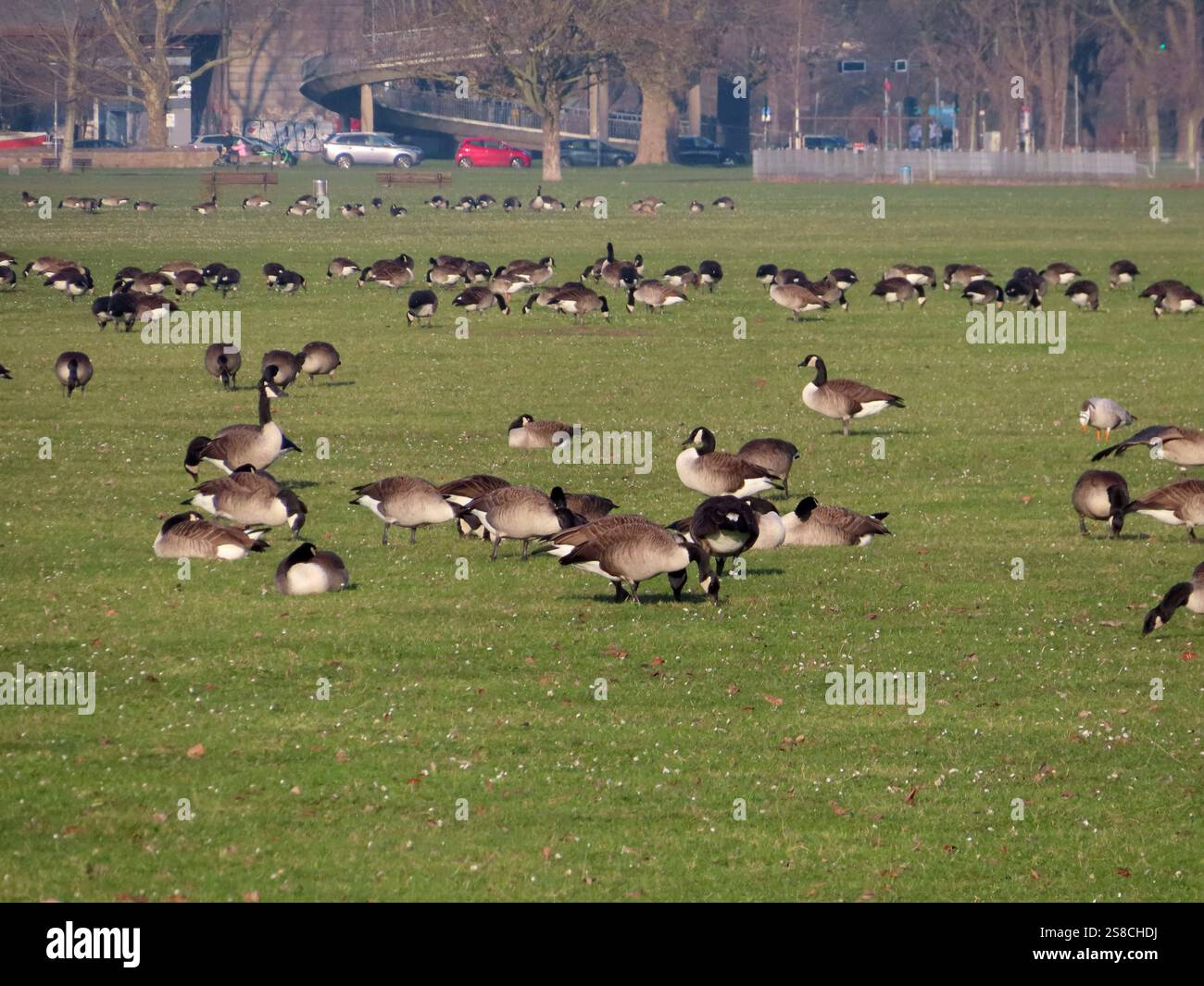 ...ueber den Tag bevoelkern die Gaense die Rheinwiesen im Stadtbereich ...