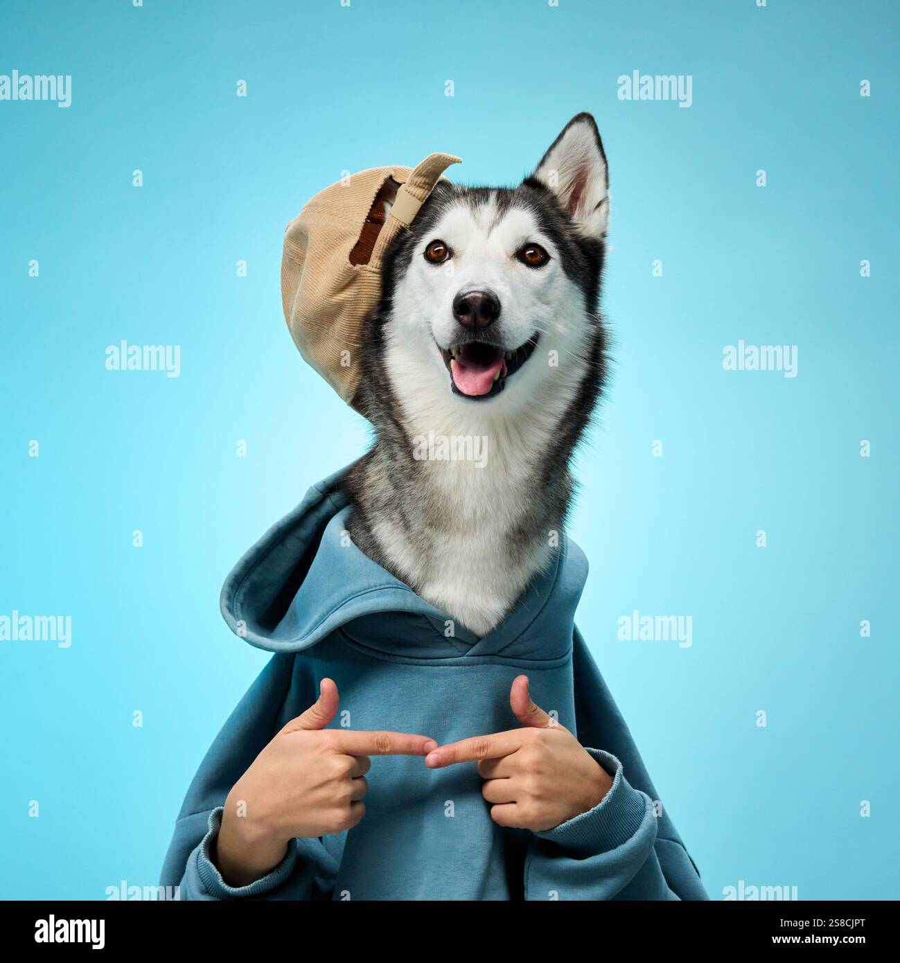 A Siberian Husky wearing a hoodie forms heart hands and smiles gently ...