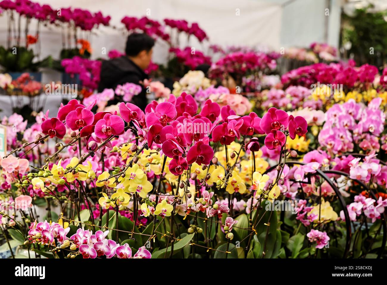 People select Spring Festival flowers at a market in Rizhao City, east ...