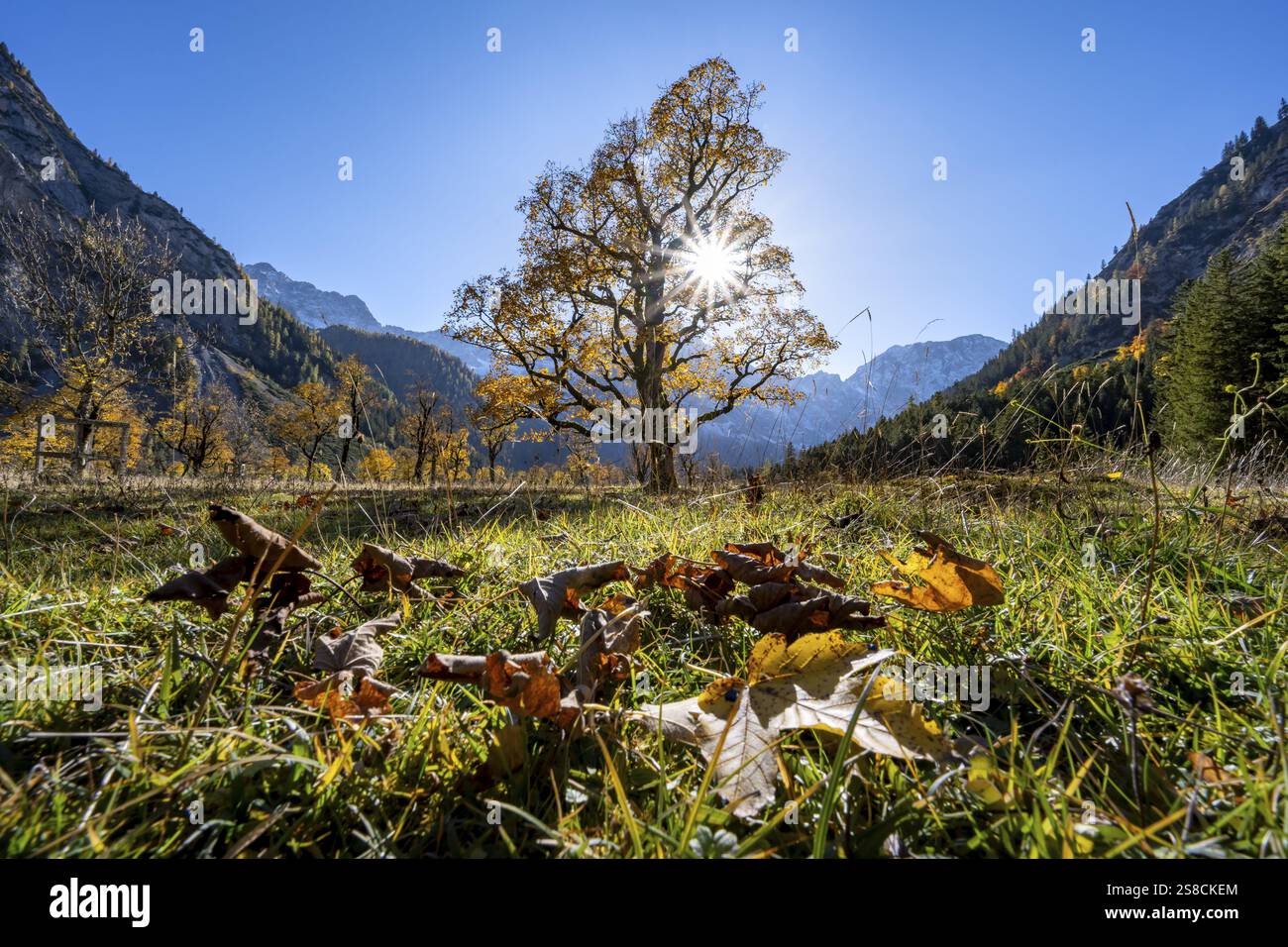 Sycamore maple with autumnal yellow foliage and Solaster endeca, large ...