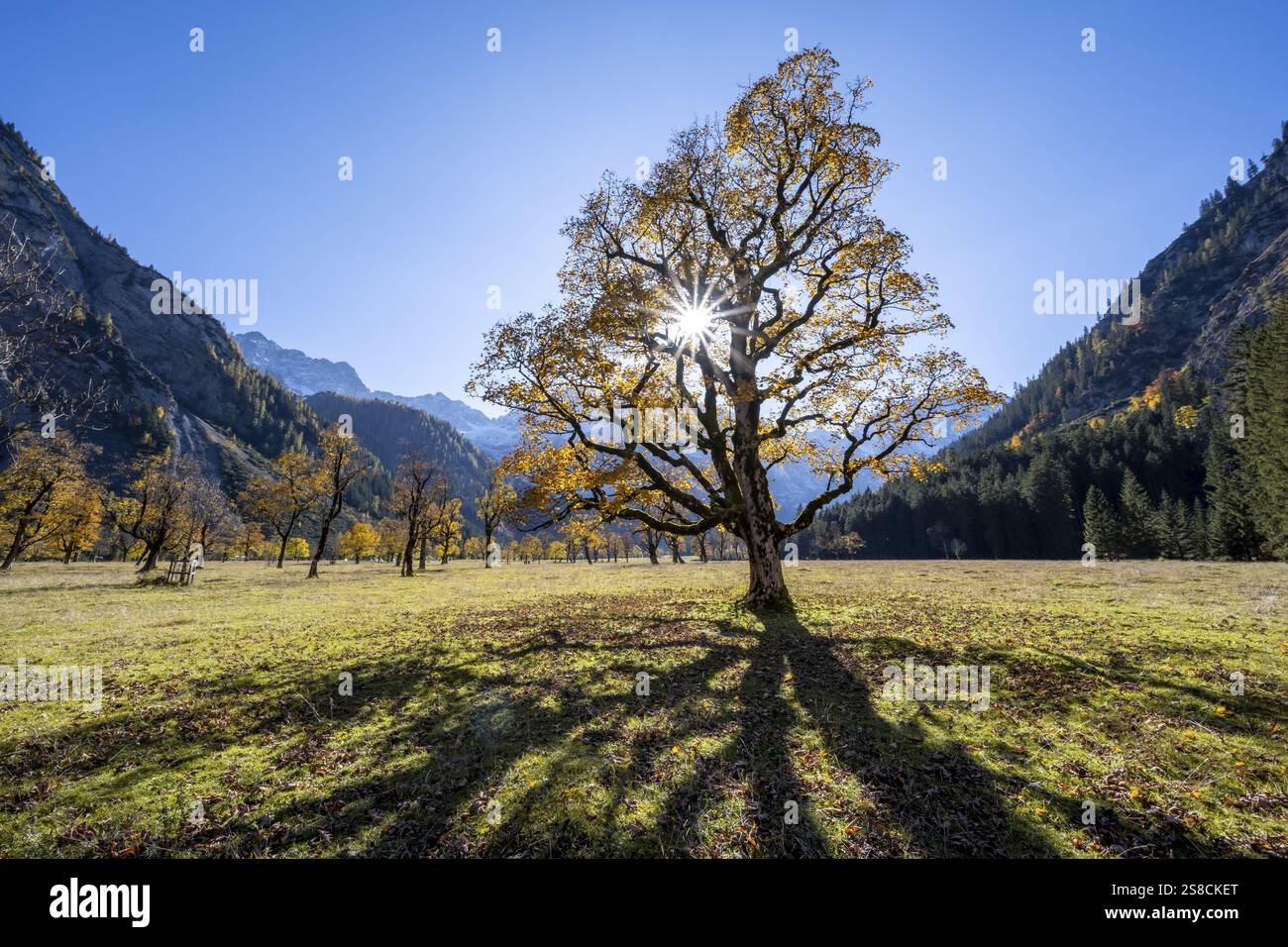 Sycamore maple with autumnal yellow foliage and Solaster endeca, large ...