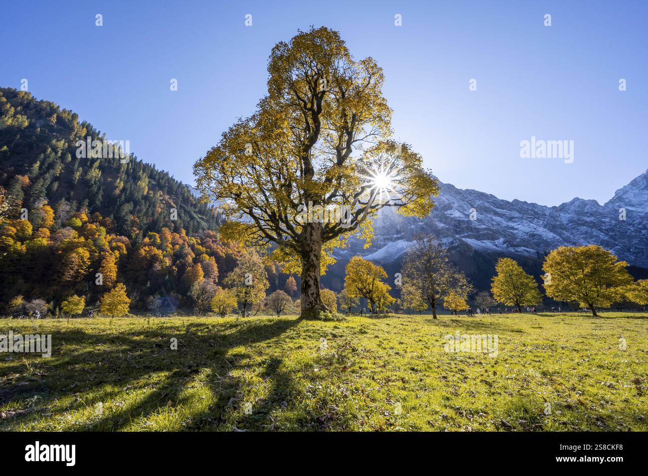Sycamore maple with autumnal yellow foliage and Solaster endeca, large ...