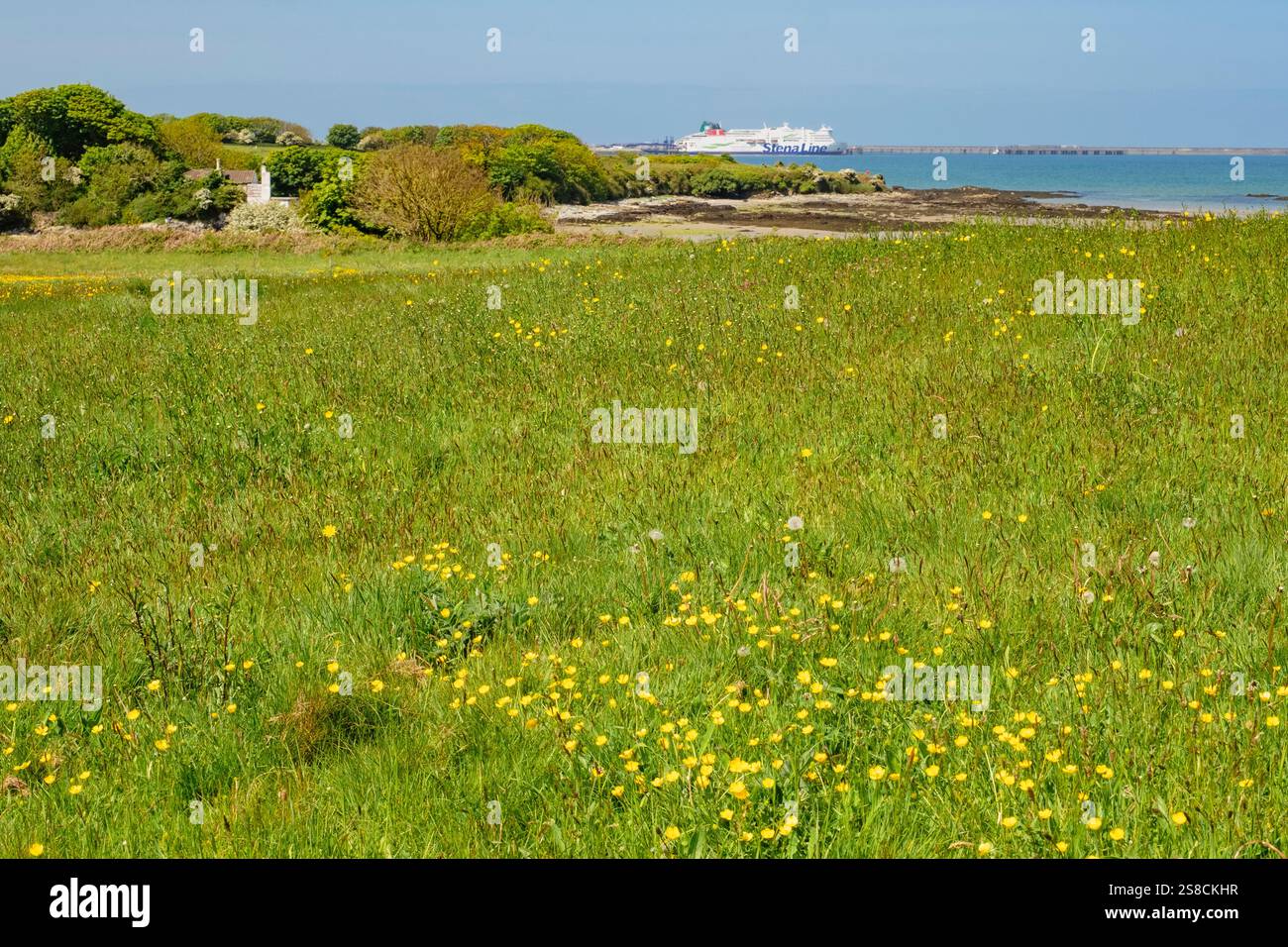 Buttercup meadow on Gorsedd y Penrhyn headland in Penrhos Coastal Park ...