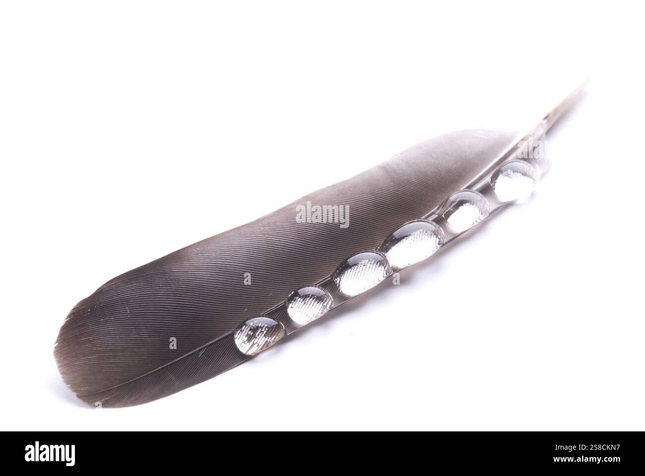 Transparent series water drop on grey feather Stock Photo - Alamy