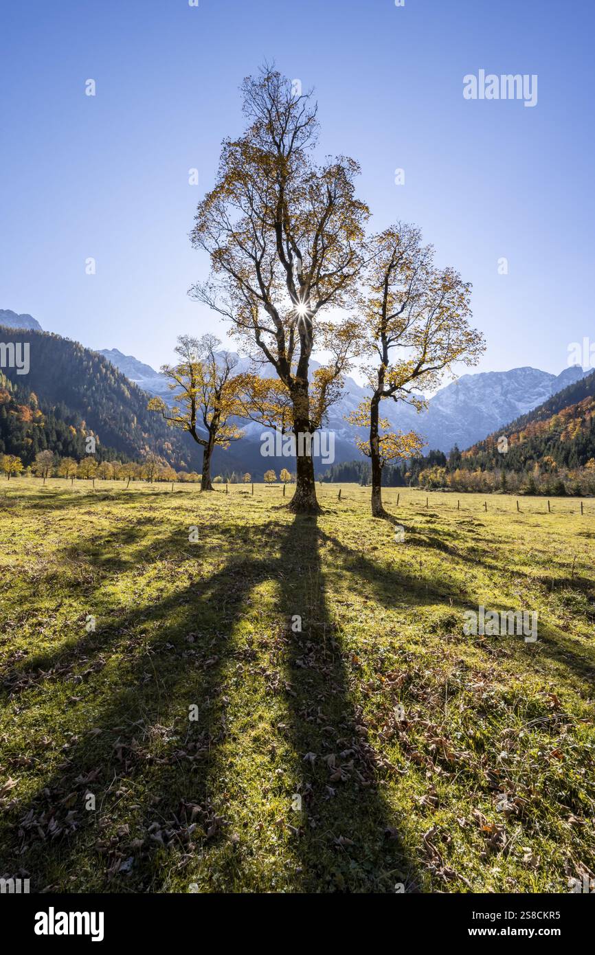 Sycamore maple with autumnal yellow foliage and Solaster endeca ...