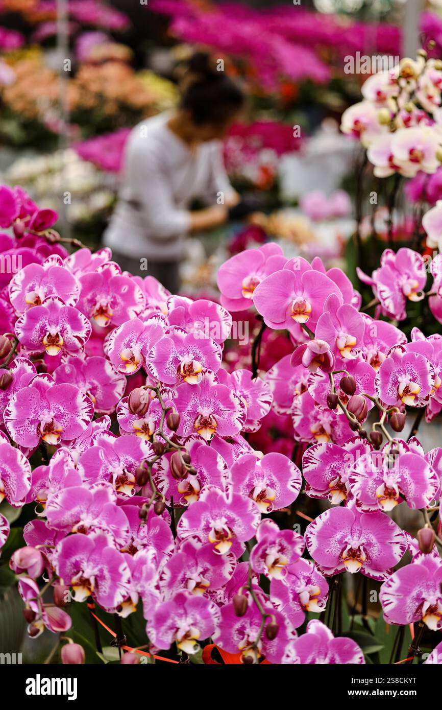 People select Spring Festival flowers at a market in Rizhao City, east ...