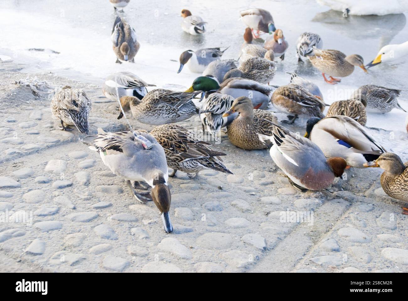 Ducks foraging in walkway near icy river. Hokkaido, Japan. One of the ...