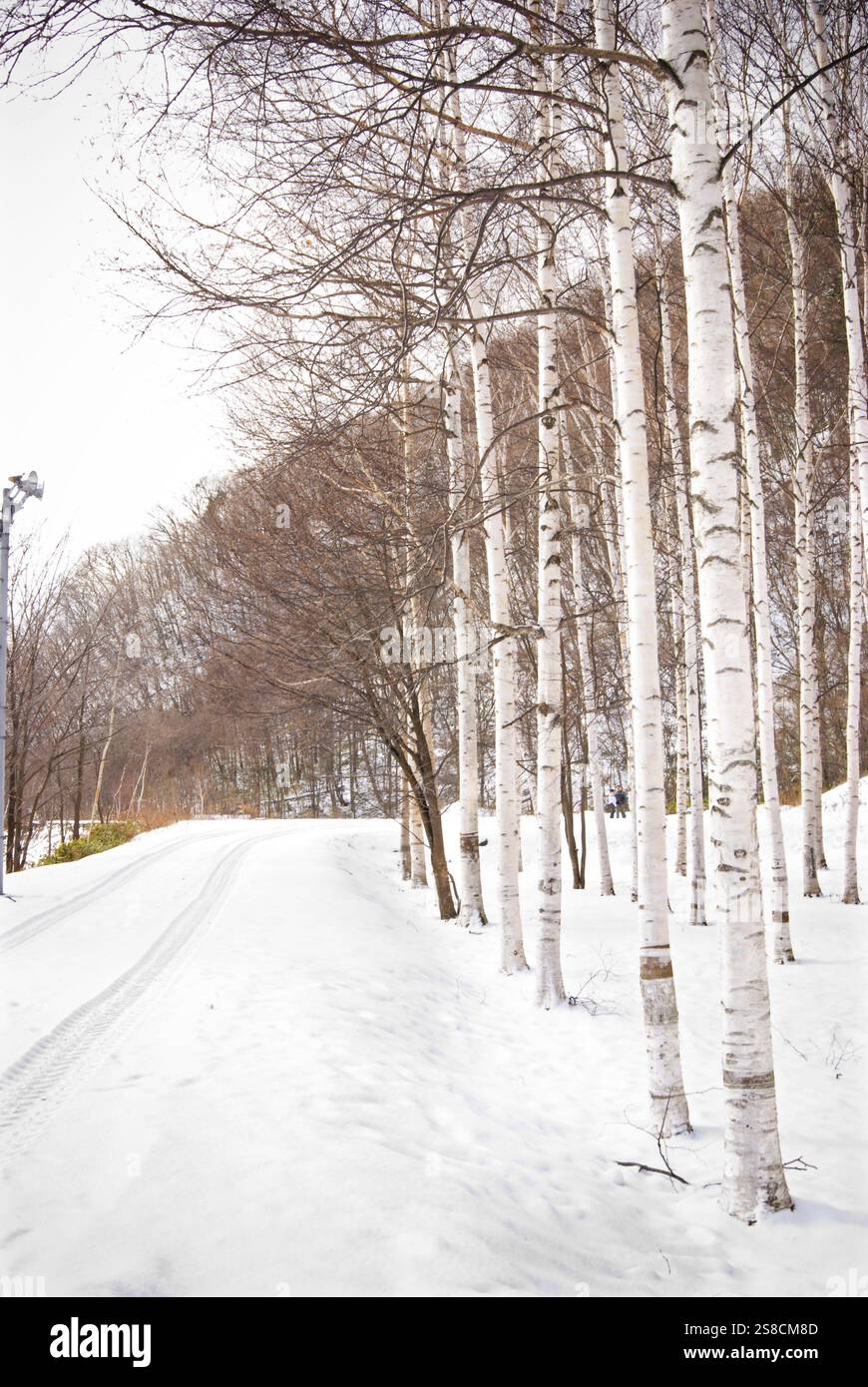 Row of aspen trees hi-res stock photography and images - Alamy