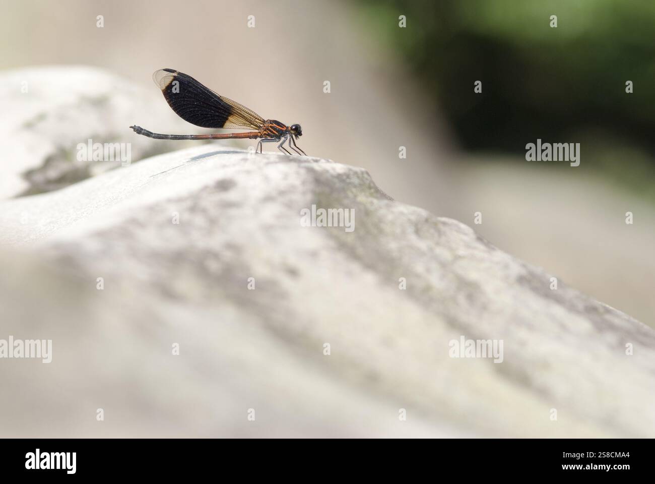 Damselfly (Euphaua formosa Hagan), Taiwan, East Asia, Asia Stock Photo ...
