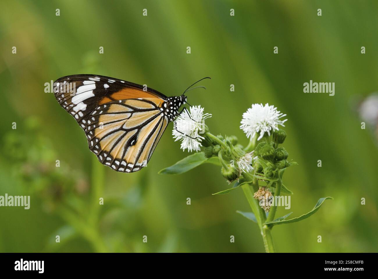 Butterfly (Danaidae), common tiger, Taiwan, East Asia, Asia Stock Photo - Alamy