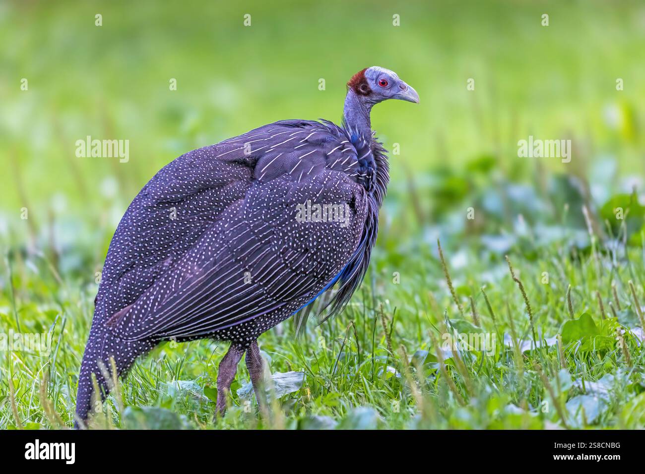 Side view portrait of the Vulturine Guinea Fowl (Acryllium vulturinum ...