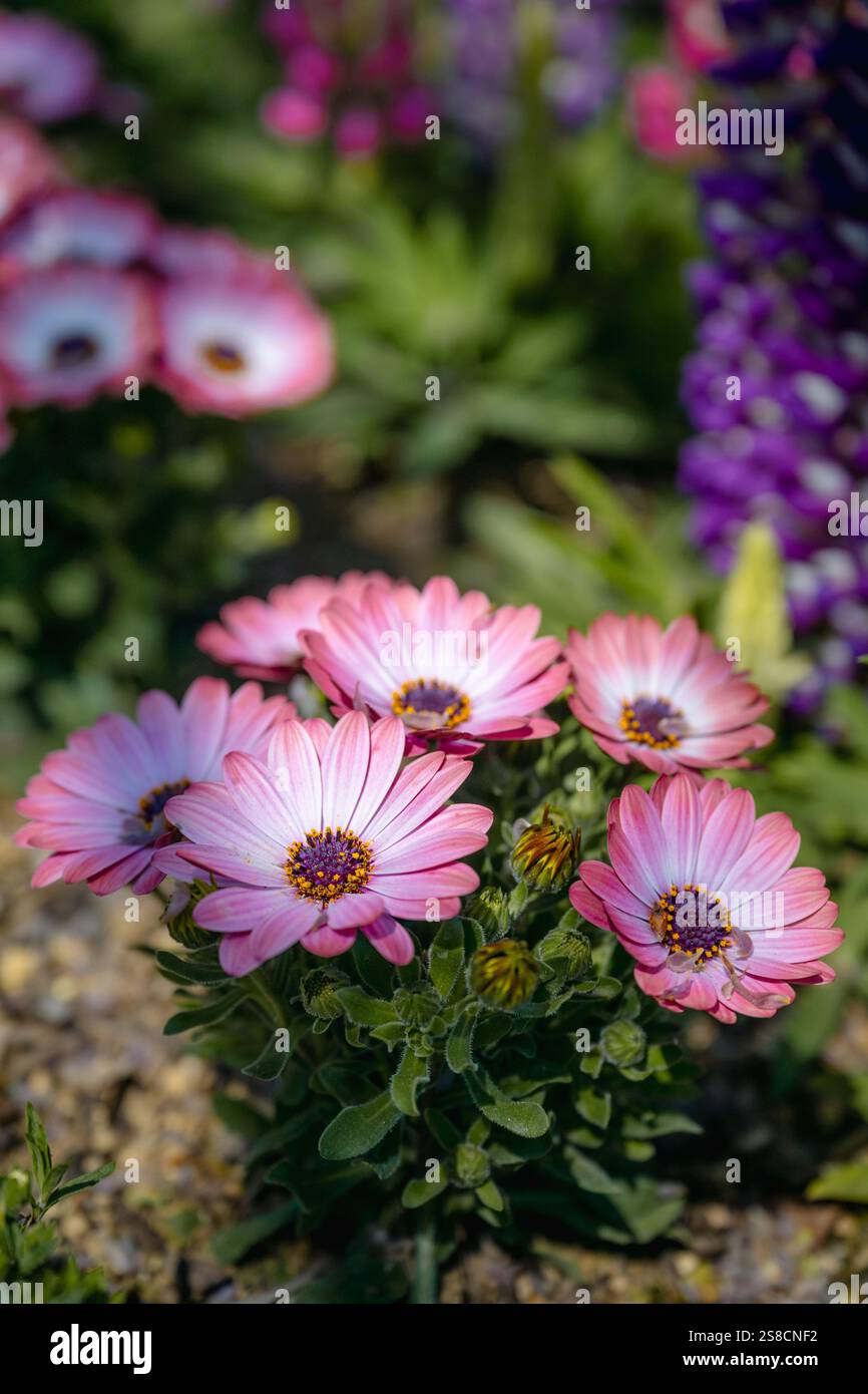 Osteospermum spp. Cape Daisy, Trailing African Daisy, Blue-eyed Daisy ...