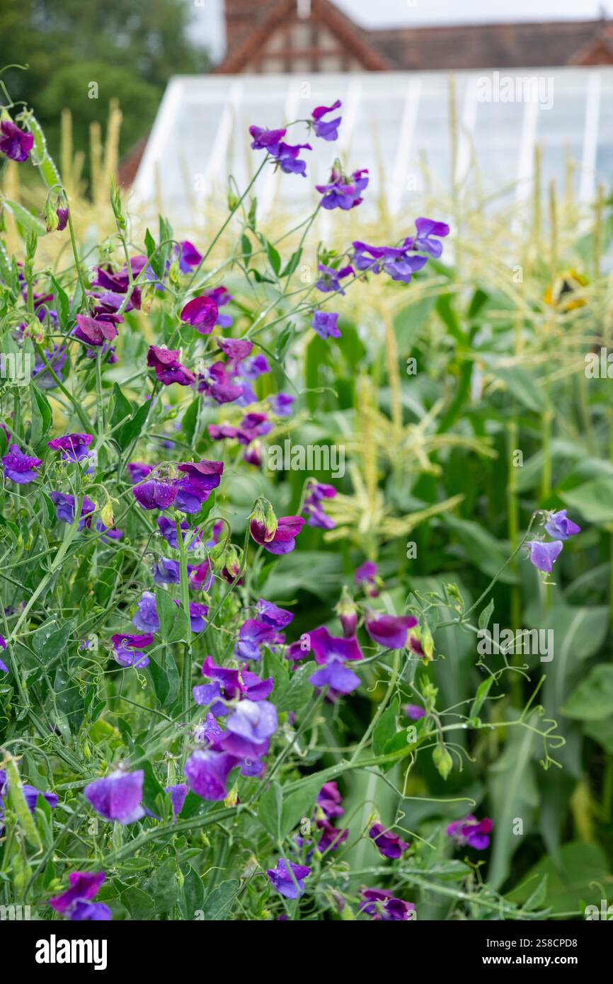 Blue and purple Sweet Peas in an English kitchen garden in late summer ...