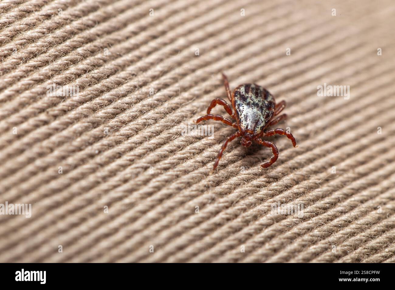 Pestspecies hi-res stock photography and images - Alamy