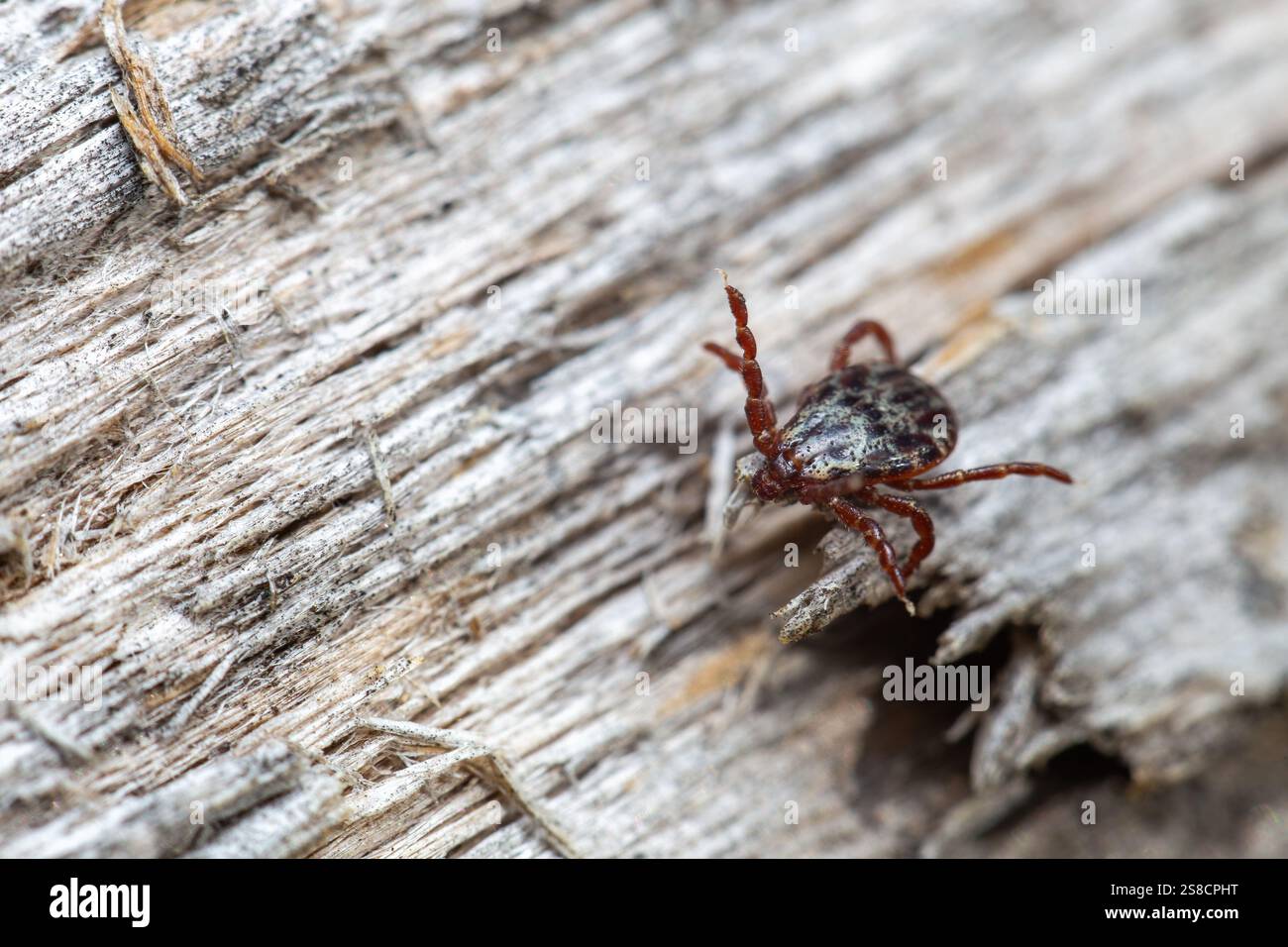 Crawling Tick on Natural Wood Grain Stock Photo - Alamy