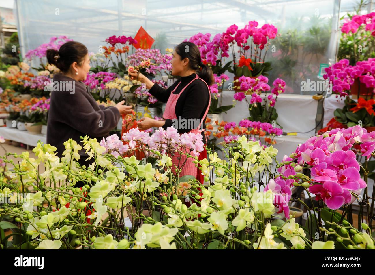 People select Spring Festival flowers at a market in Rizhao City, east ...