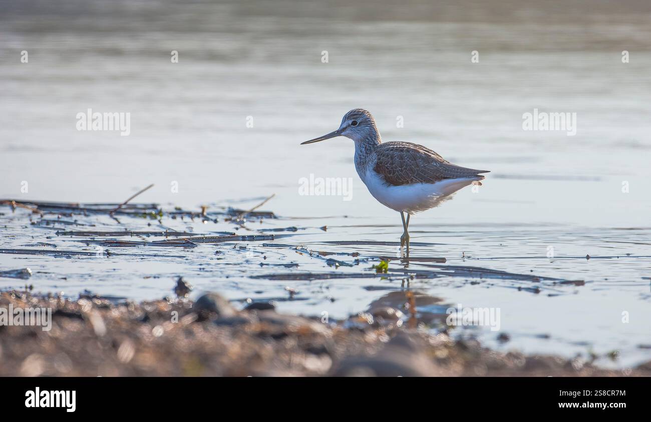 Common Greenshank (Tringa nebularia) is a rare species of bird that ...