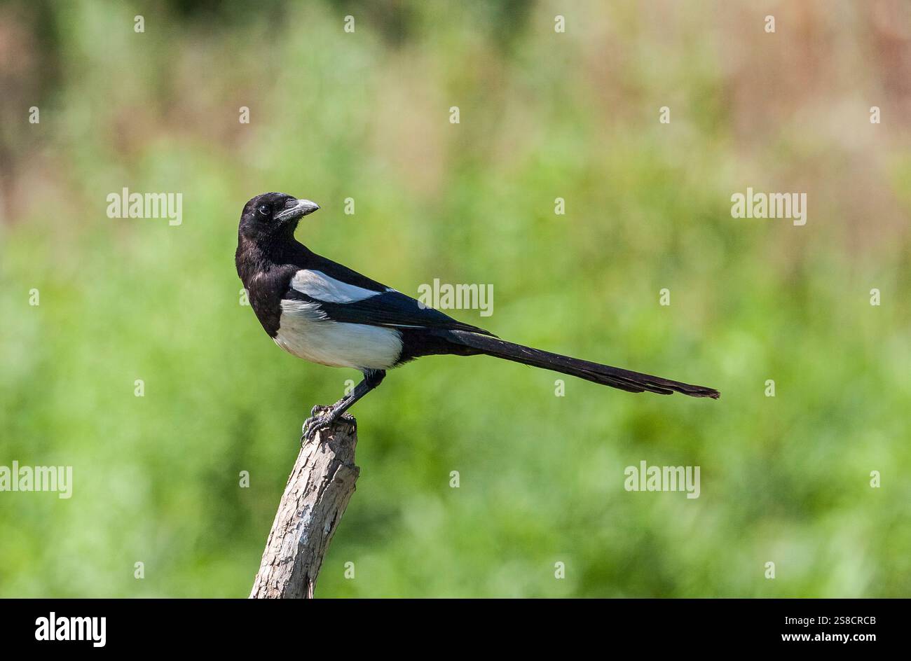 Eurasian Magpie (Pica pica) is a clever crow Stock Photo - Alamy