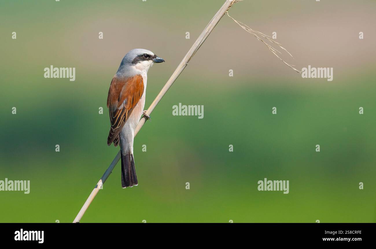 Red backed Shrike (Lanius collurio) is a very good insect and spider ...