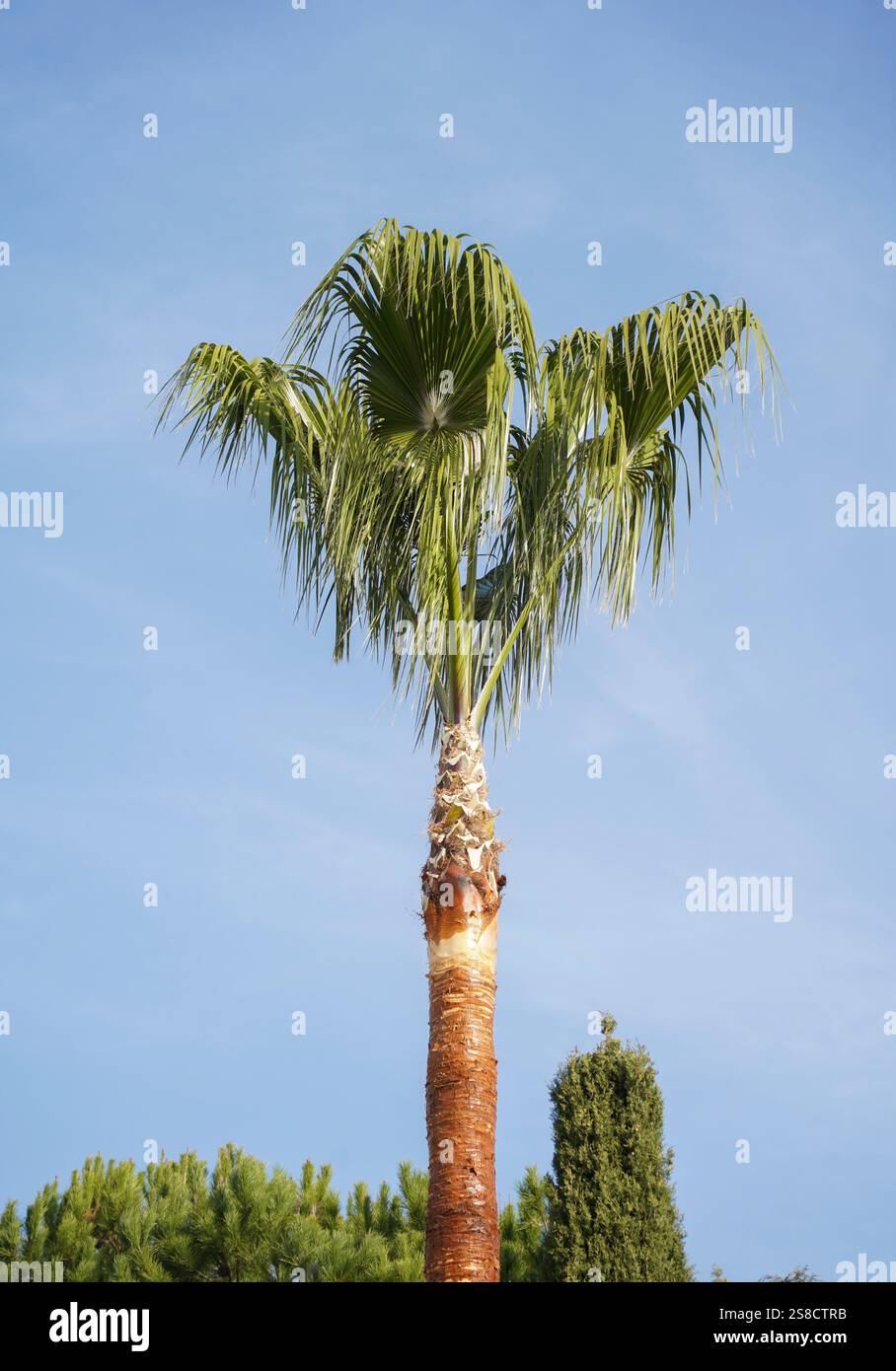 Recently pruned Palm tree, Washingtonia Robusta Palm, stripping ...