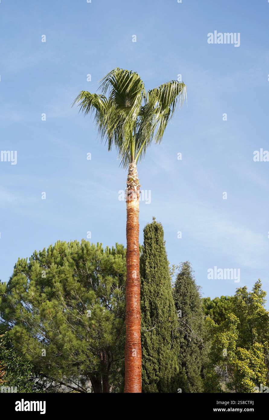 Recently pruned Palm tree, Washingtonia Robusta Palm, stripping ...