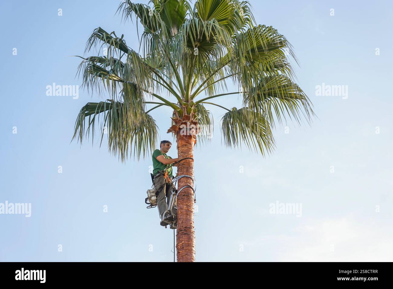 Man, pruning a Palm tree, stripping, trimming trunk, Washingtonia ...