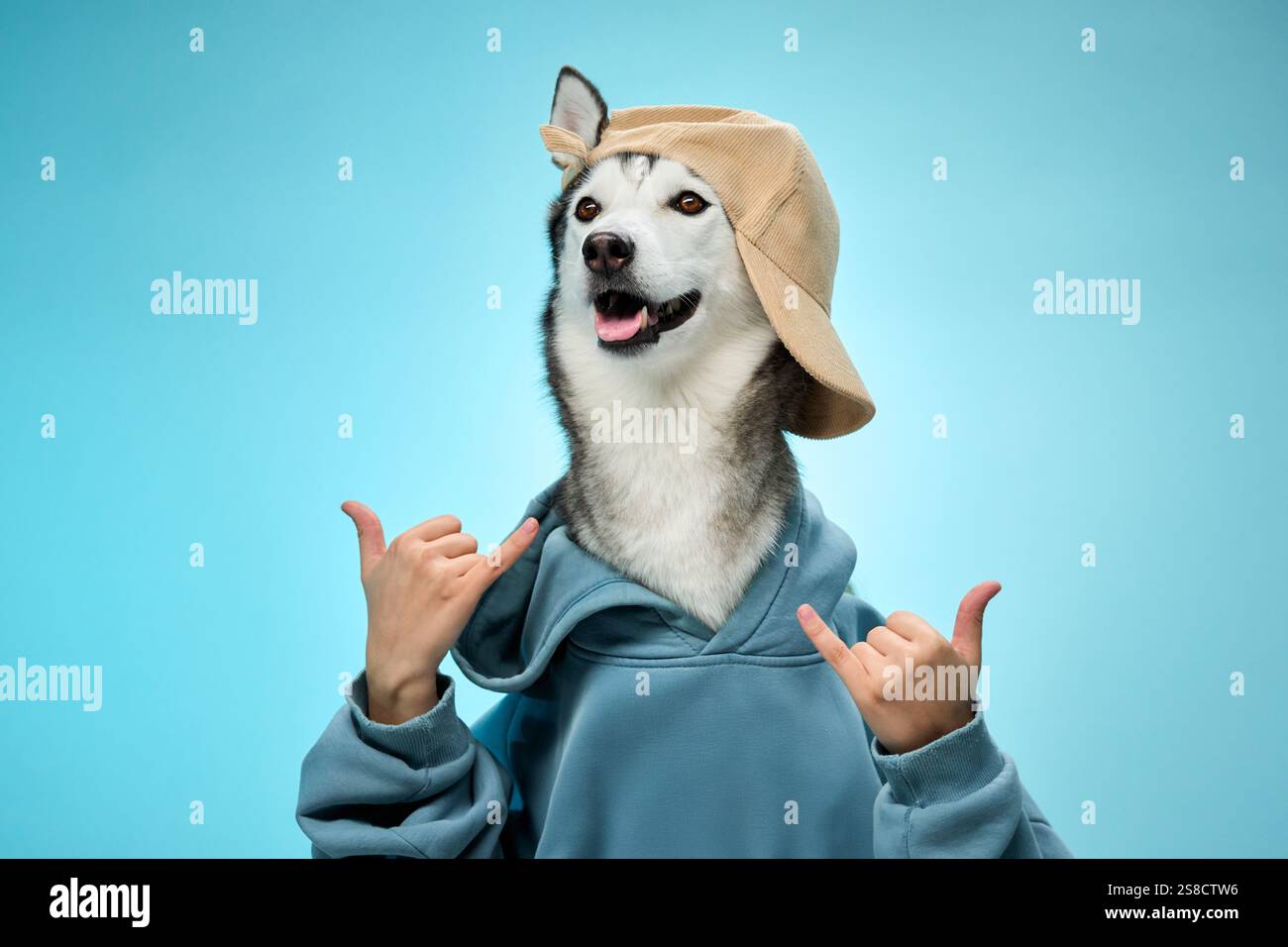 A Siberian Husky dressed in a blue hoodie strikes a dynamic pose ...